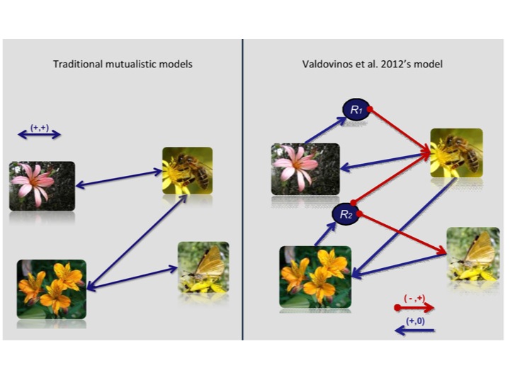 New pollination network model | Oikos Journal